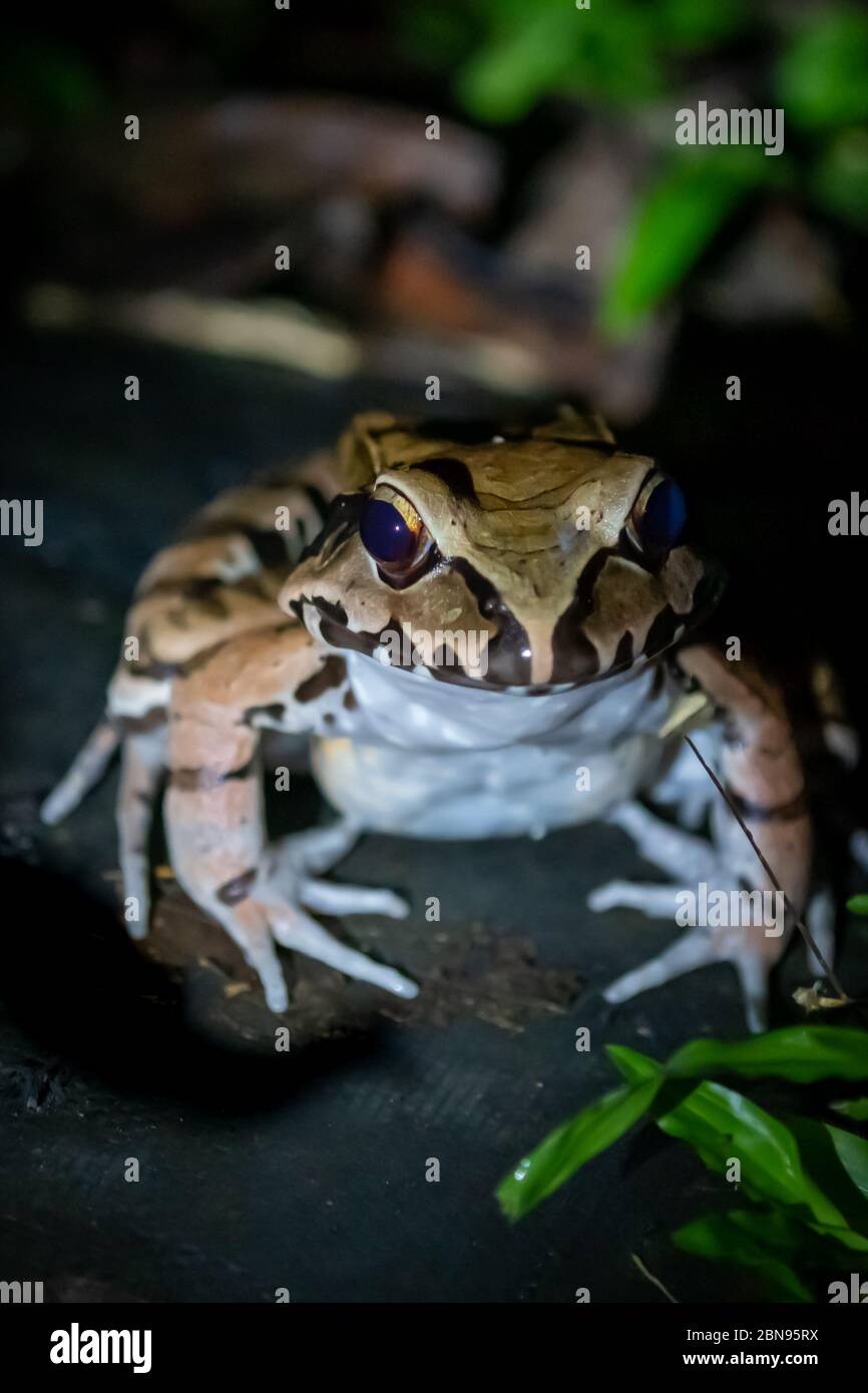 Nocturnal Smoky Jungle Frog (Leptodactylus pentadactylus) in the ...