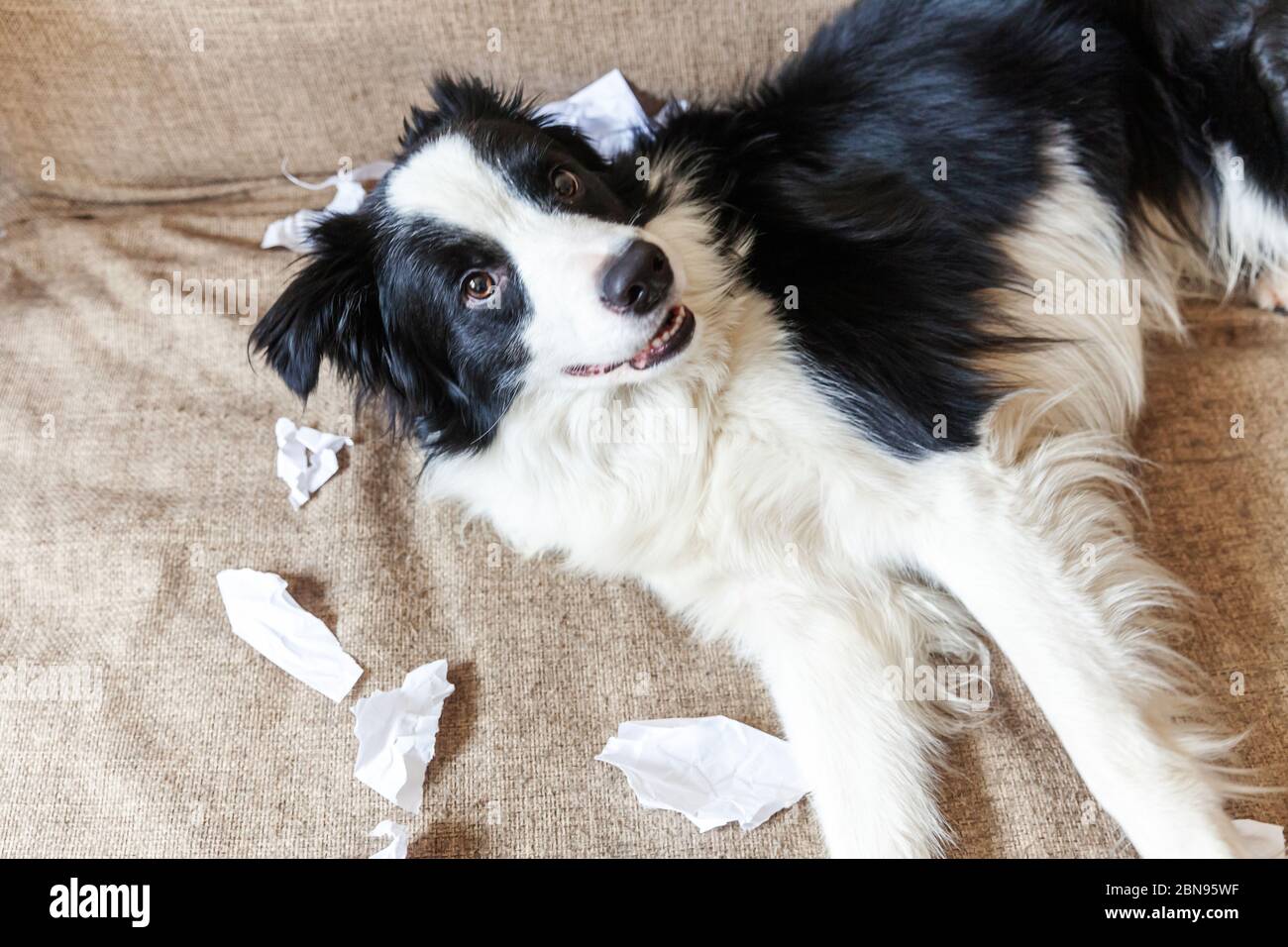Naughty playful puppy dog border collie after mischief biting toilet ...