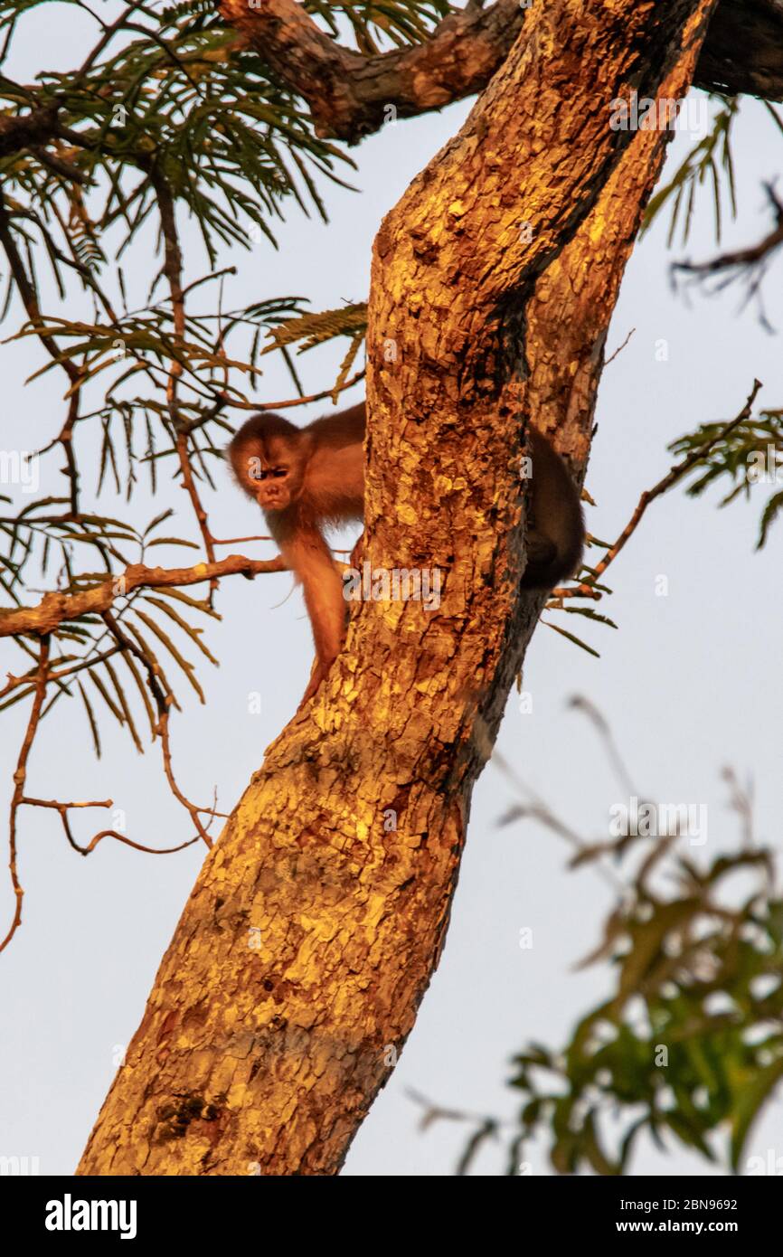 White-fronted capuchin monkey (Cebus albifrons) in tree in Peruvian ...