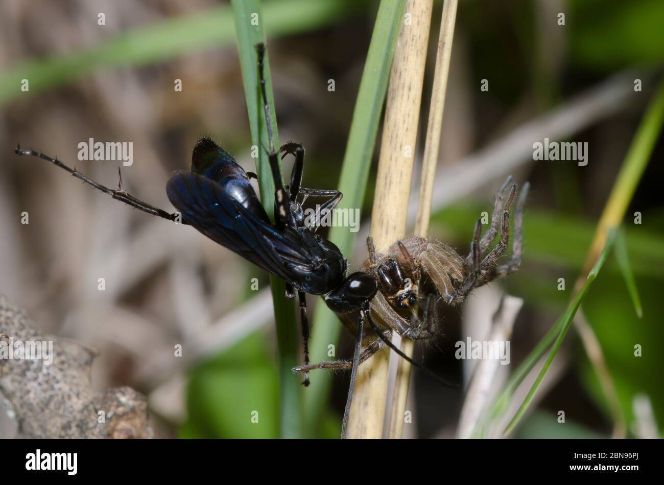 Spider Wasp, Anoplius sp., hauling paralyzed wolf spider, Family ...