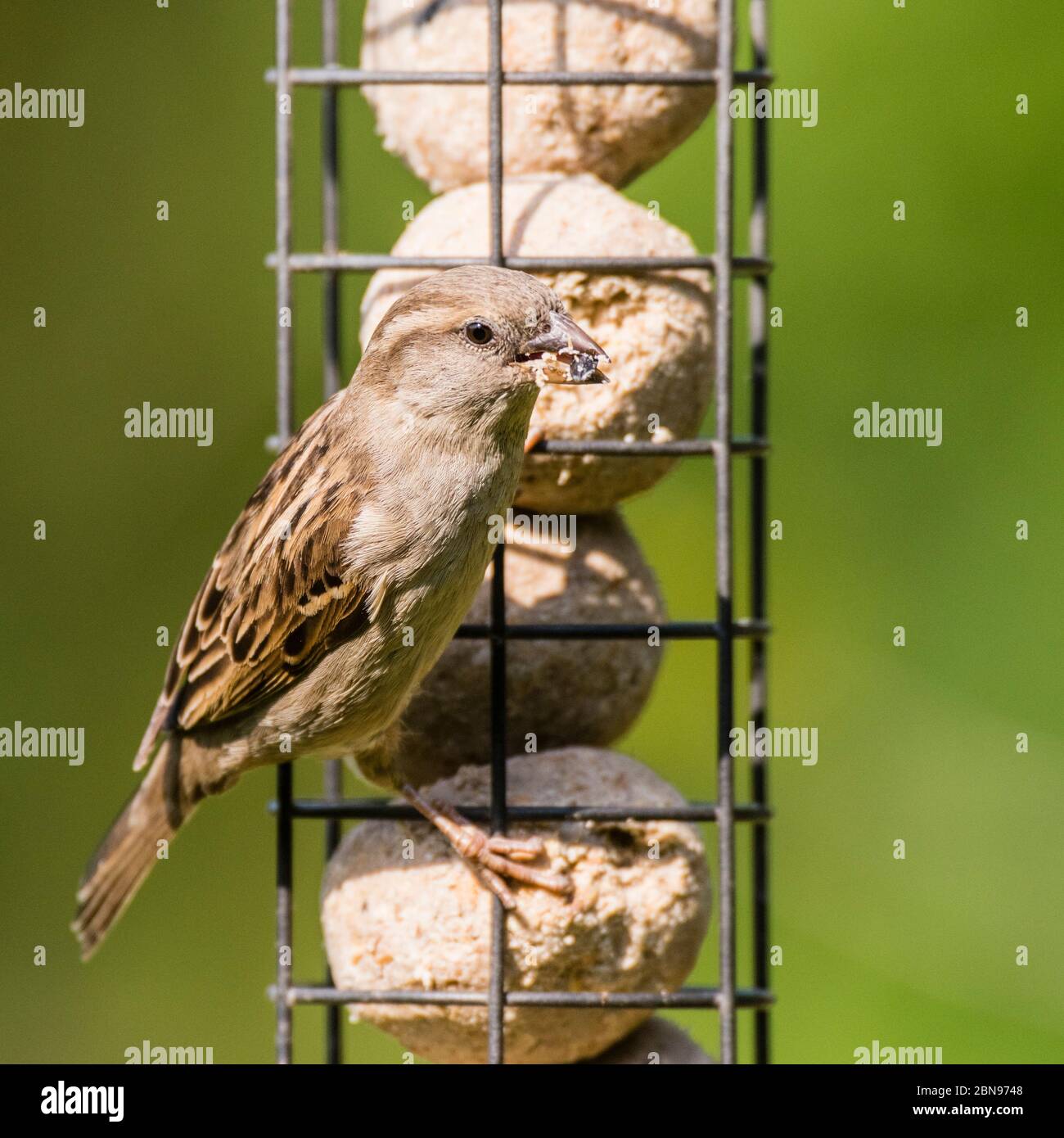 Spring bird uk hi-res stock photography and images - Alamy