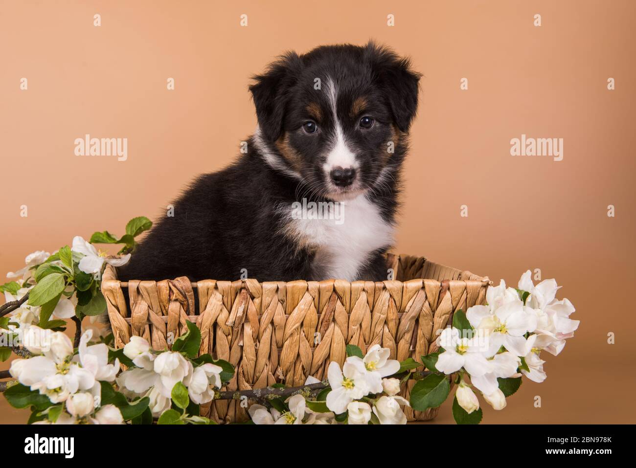 Portrait australian shepherd brown white hi-res stock photography and ...