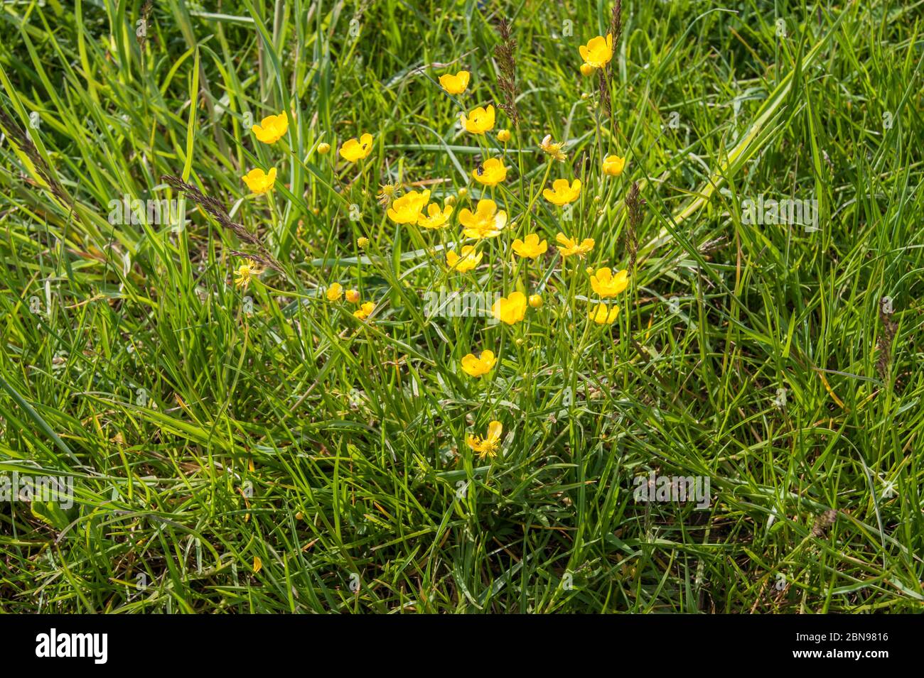 Ranunculus auricomus known as goldilocks or Greenland buttercup Stock ...