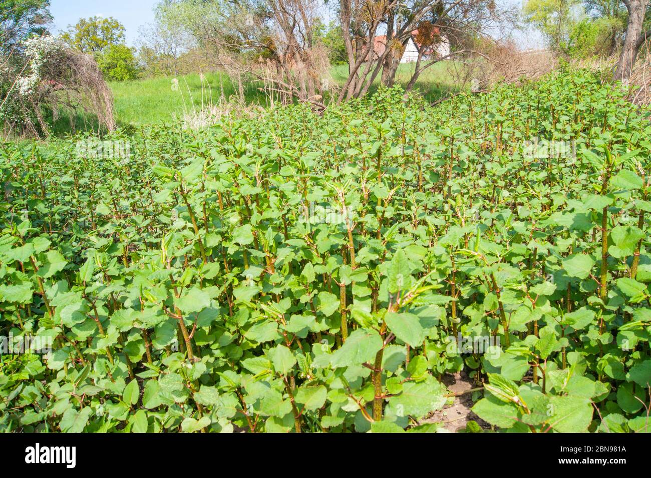 Japanese knotweed flowers hi-res stock photography and images - Alamy