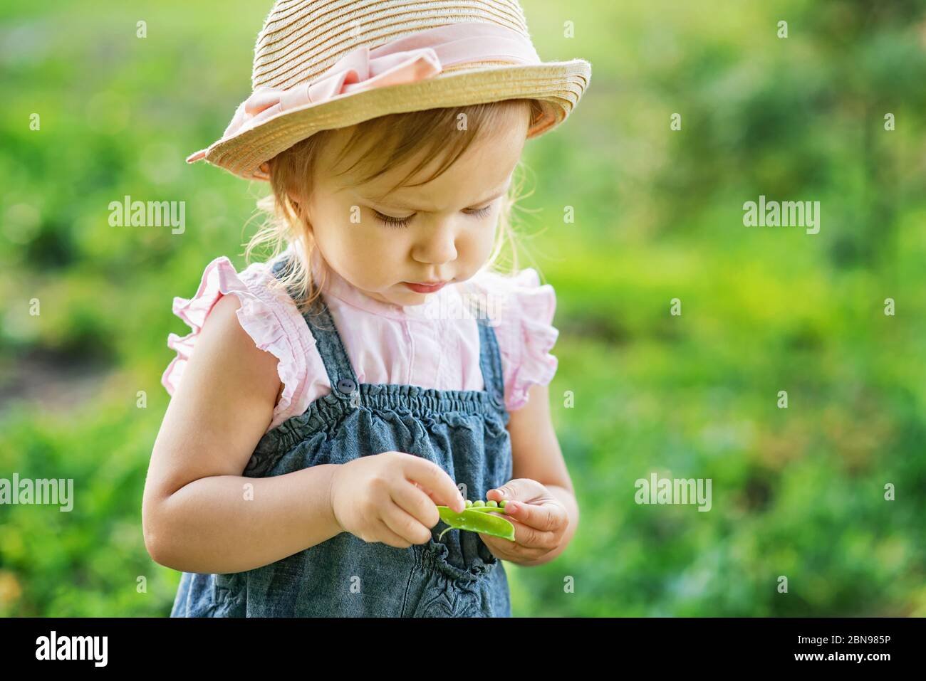 Portrait of child girl eating pea pod outdoors. Girl harvesting peas in ...