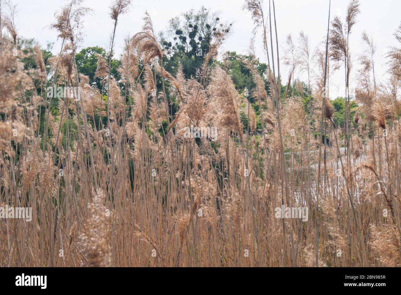 Phragmites australis common reed Stock Photo - Alamy