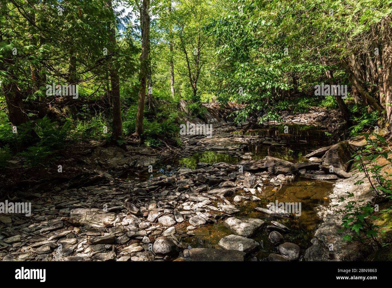 Forest and river bed Stock Photo - Alamy
