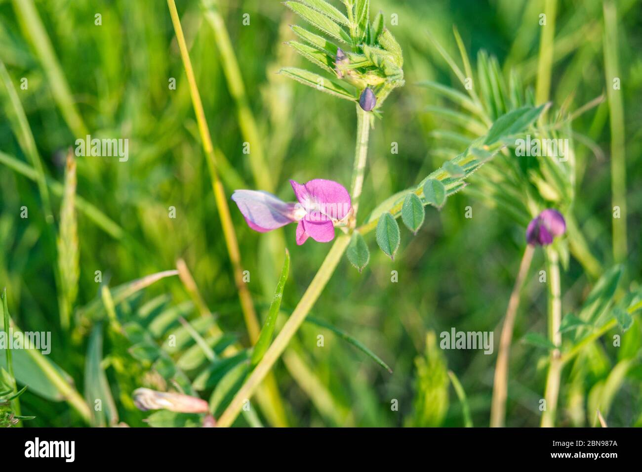 Common Vetch Vicia Sativa Fabaceae High Resolution Stock Photography ...