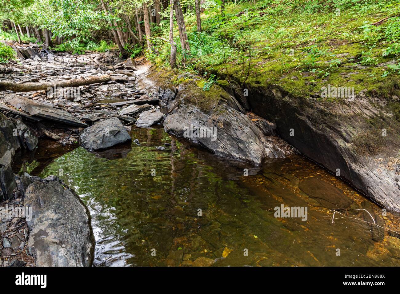 Forest and river bed Stock Photo - Alamy