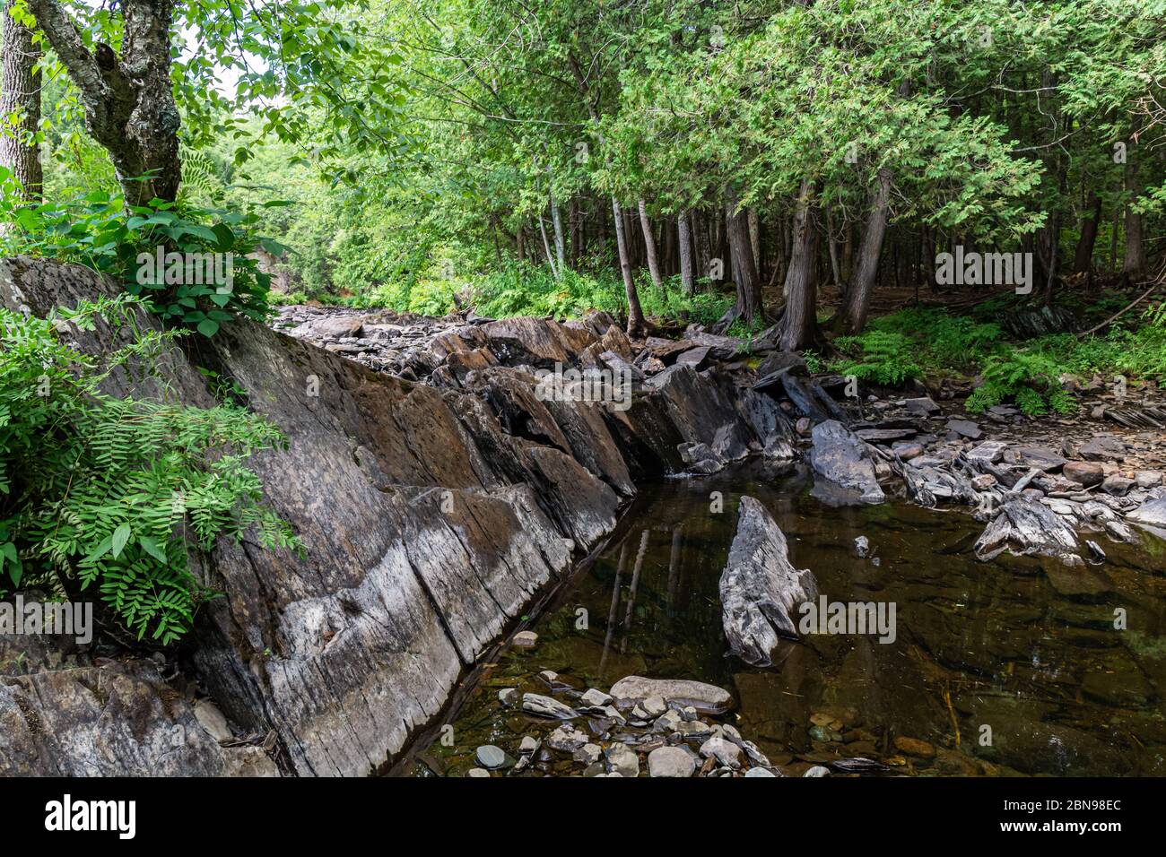 Forest and river bed Stock Photo - Alamy