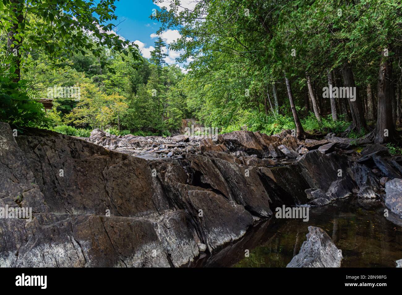 Forest and river bed Stock Photo - Alamy