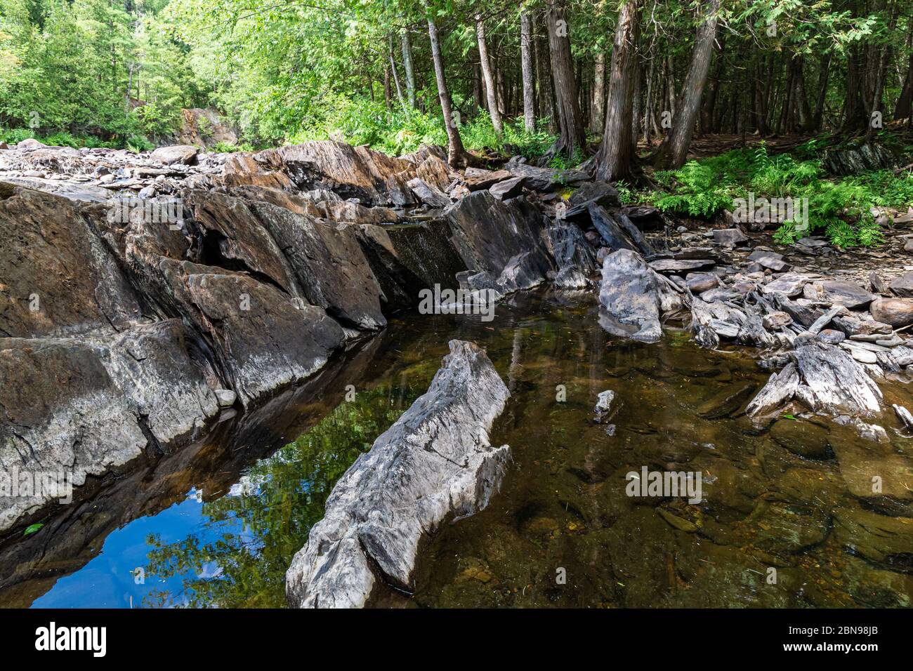Forest and river bed Stock Photo - Alamy