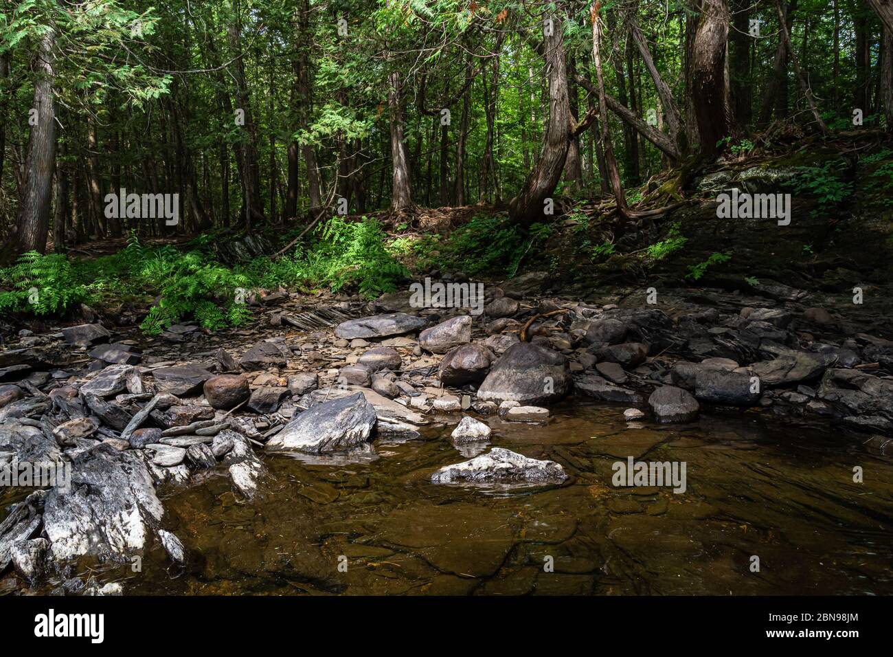 Forest and river bed Stock Photo - Alamy