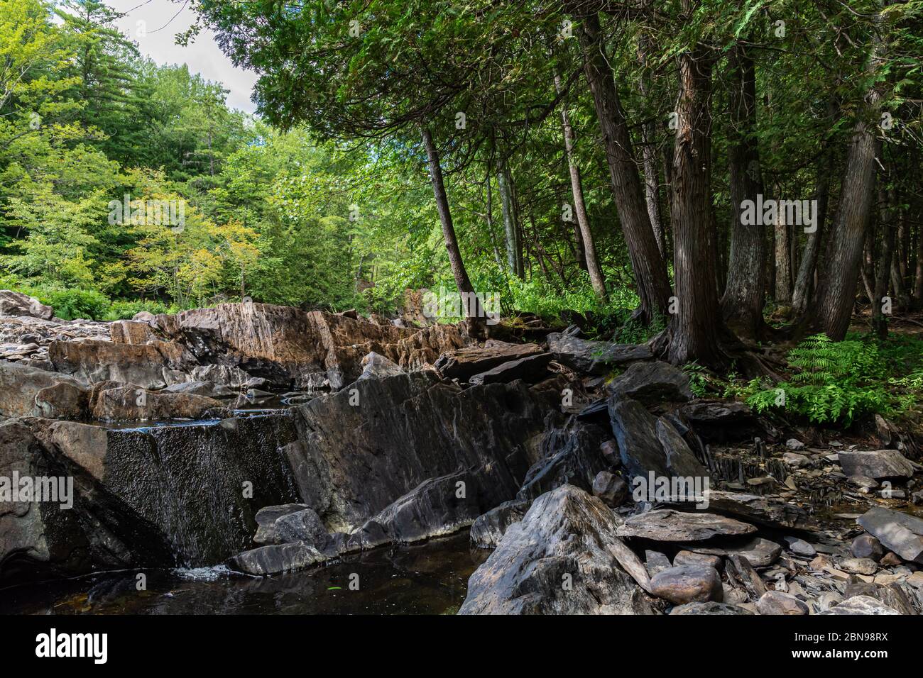 Forest and river bed Stock Photo - Alamy