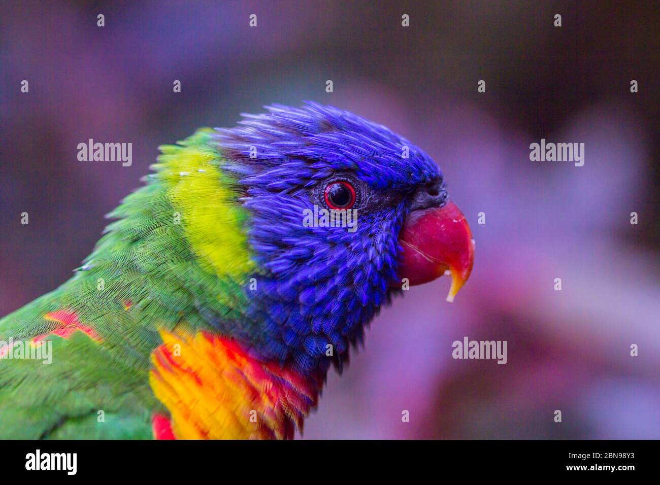 Closeup parrots hi-res stock photography and images - Alamy