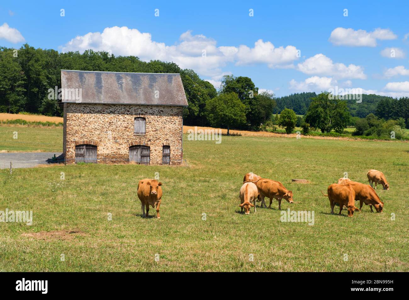 Brown Limousine cows in French landscape in front of barn Stock Photo ...