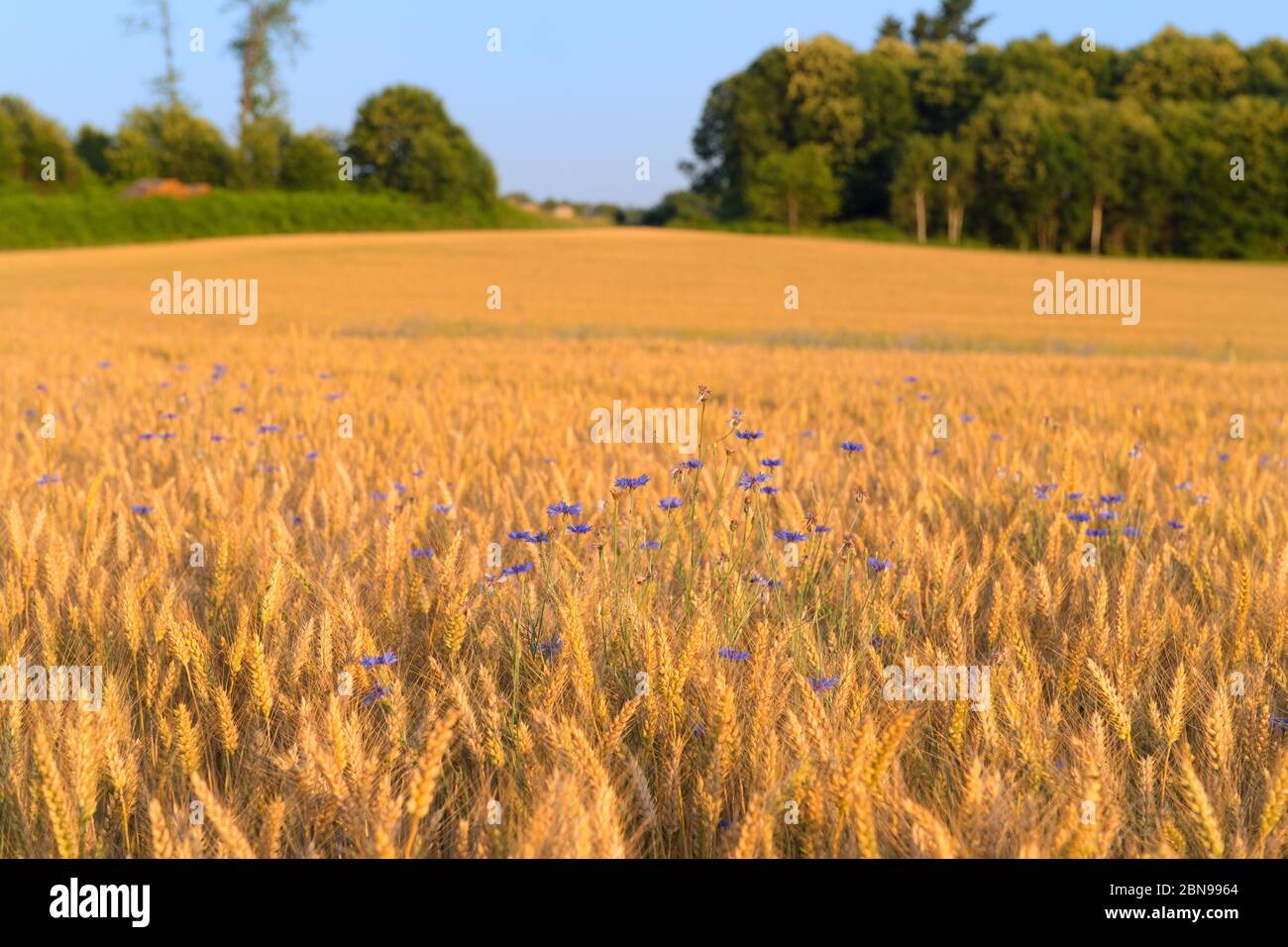 Blue corn flowers in grain field Stock Photo - Alamy