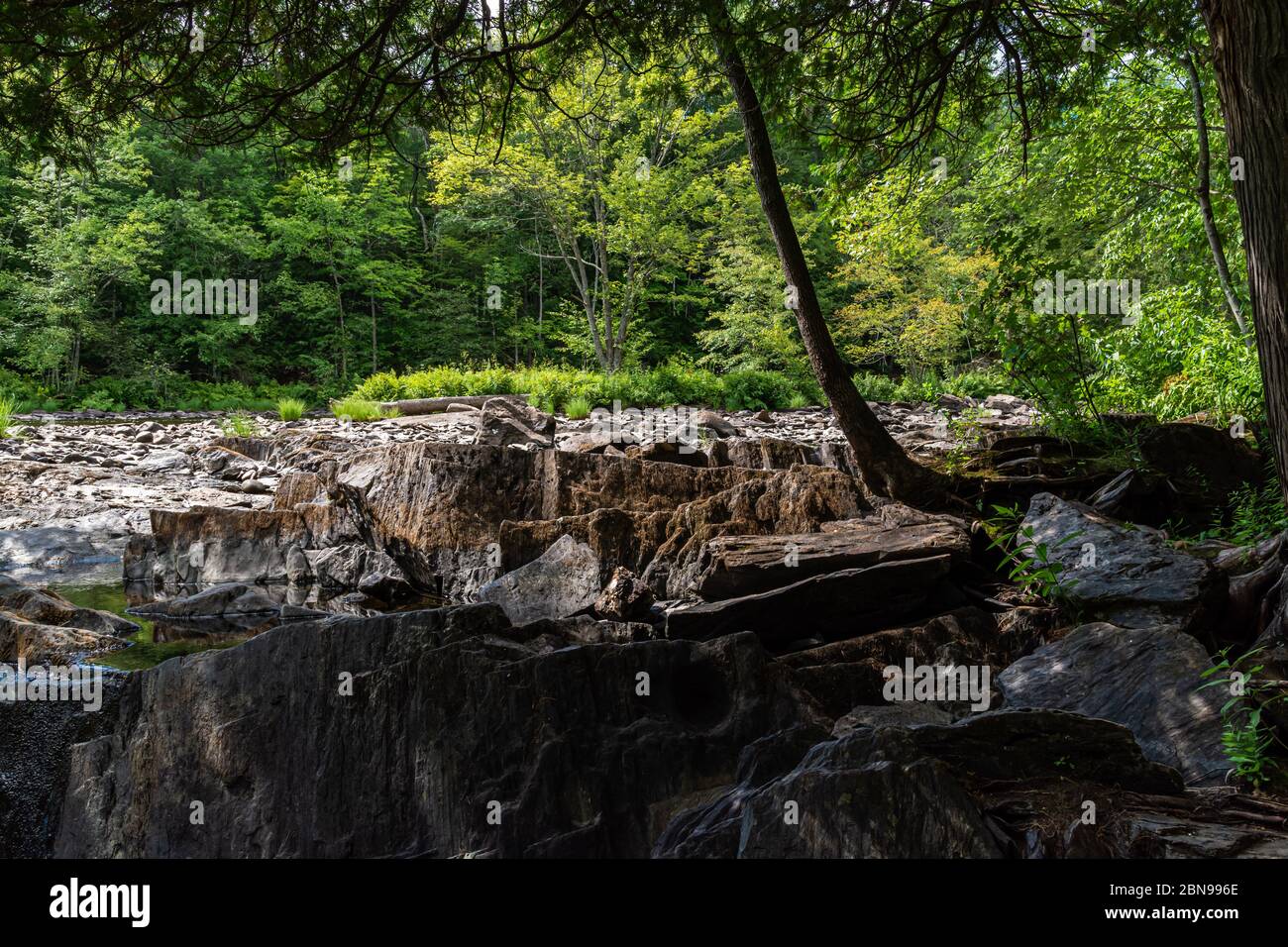 Forest and river bed Stock Photo - Alamy