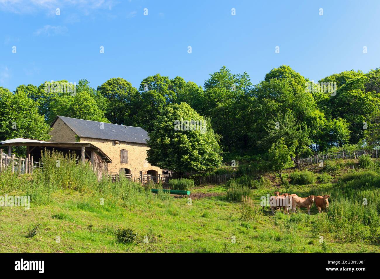 French barn with brown Limousin cows Stock Photo - Alamy
