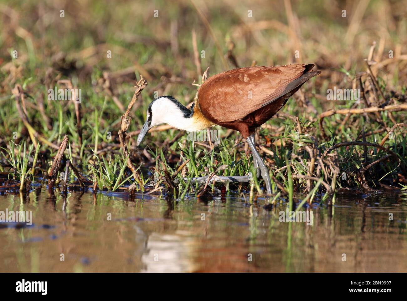Wading bird toes hi-res stock photography and images - Alamy