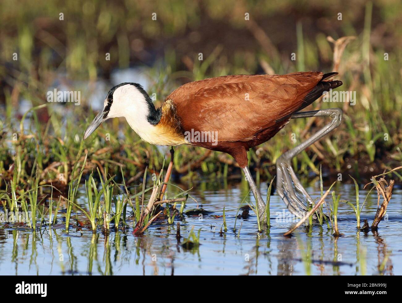 Wading bird toes hi-res stock photography and images - Alamy