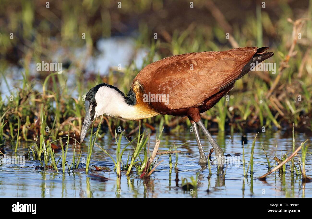 Long toes and long claws hi-res stock photography and images - Alamy