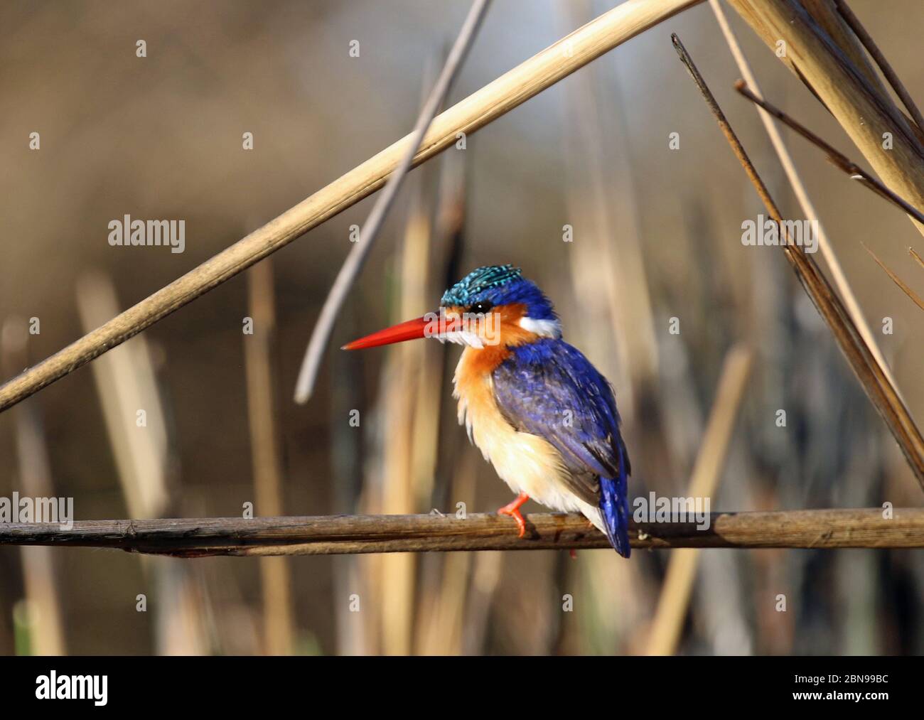 Birding safari botswana hi-res stock photography and images - Alamy