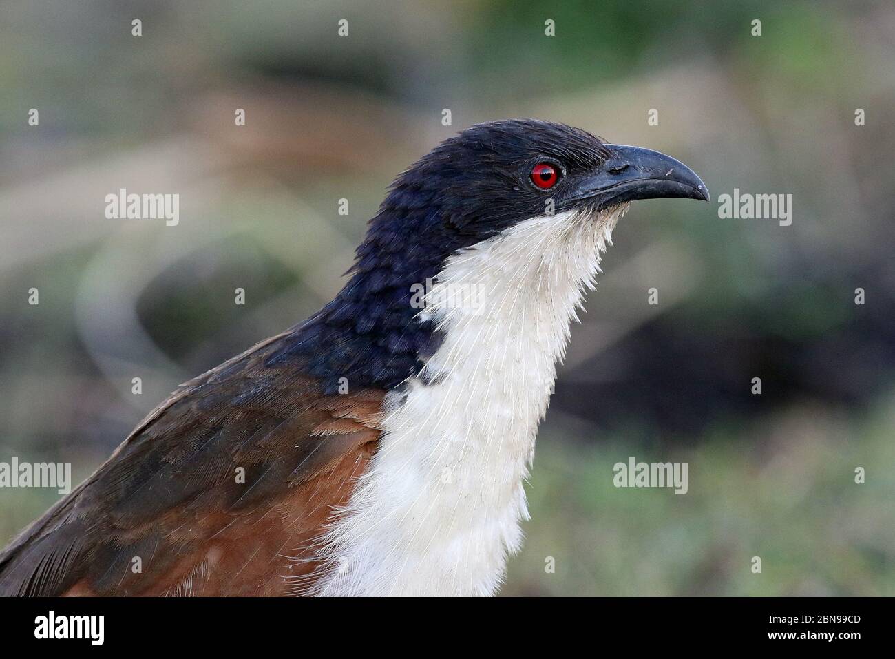 Botswana birdlife hi-res stock photography and images - Alamy