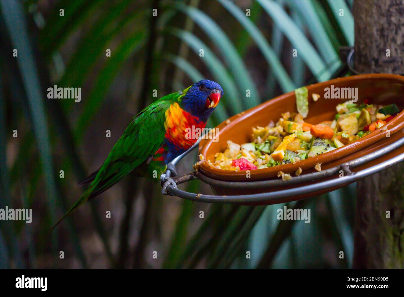 Colorful parrot portrait. Parrot in the zoo. Canaries Islanda Stock ...
