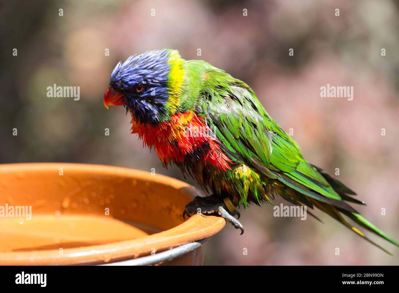 Colorful parrot portrait. Parrot in the zoo. Canaries Islanda Stock ...