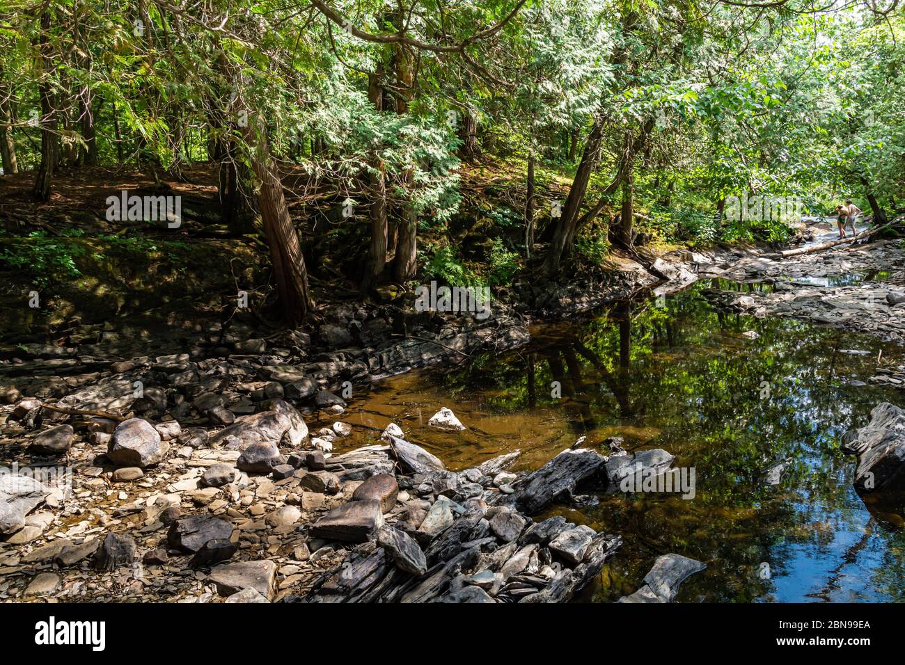 Forest and river bed Stock Photo - Alamy