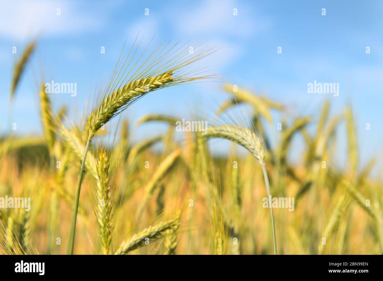 Ripe grain in the field outdoor Stock Photo - Alamy