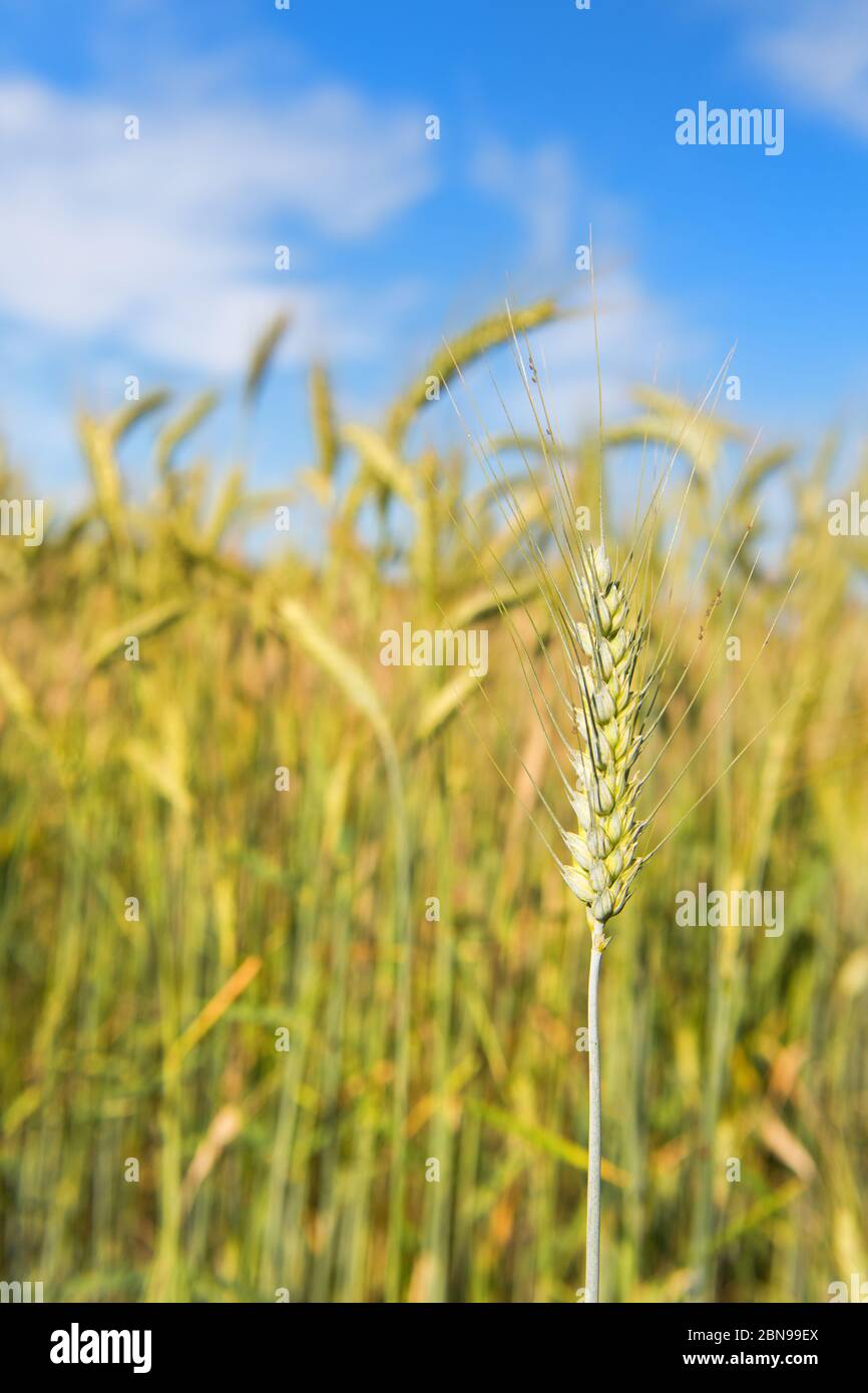 Ripe grain in the field outdoor Stock Photo - Alamy