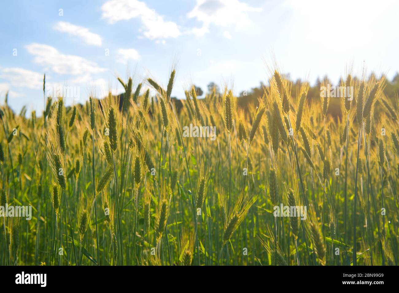 Ripe grain in the field outdoor Stock Photo - Alamy
