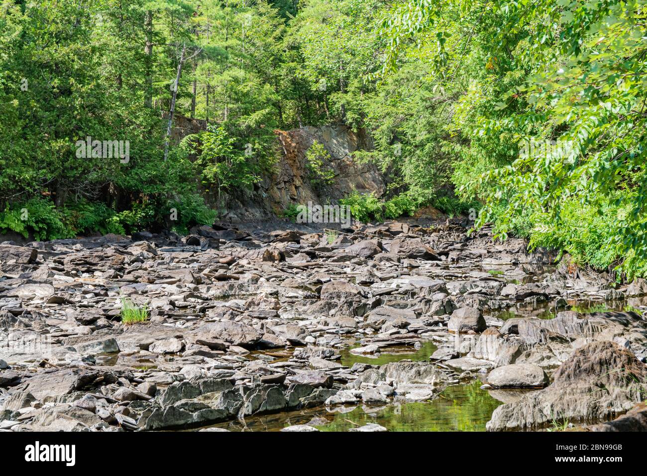 Forest and river bed Stock Photo - Alamy