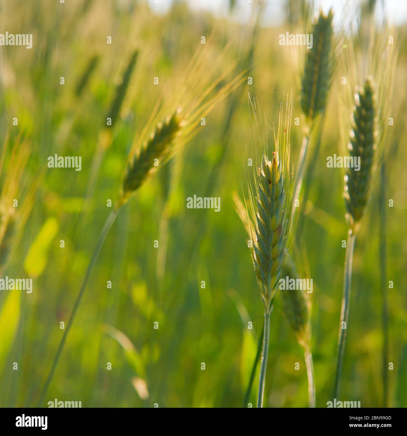 Ripe grain in the field outdoor Stock Photo - Alamy