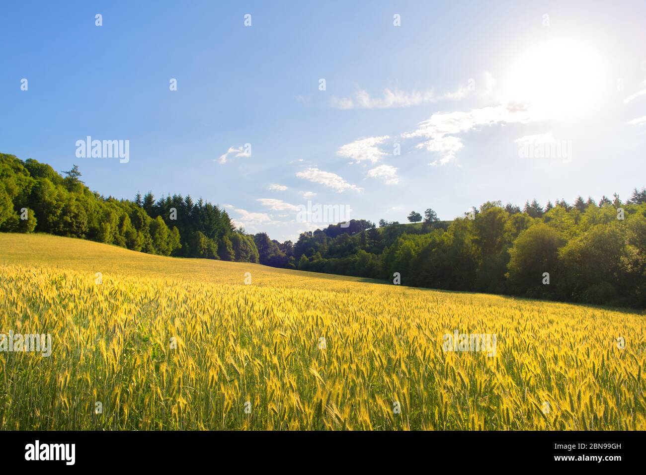 Ripe grain in the field outdoor Stock Photo - Alamy