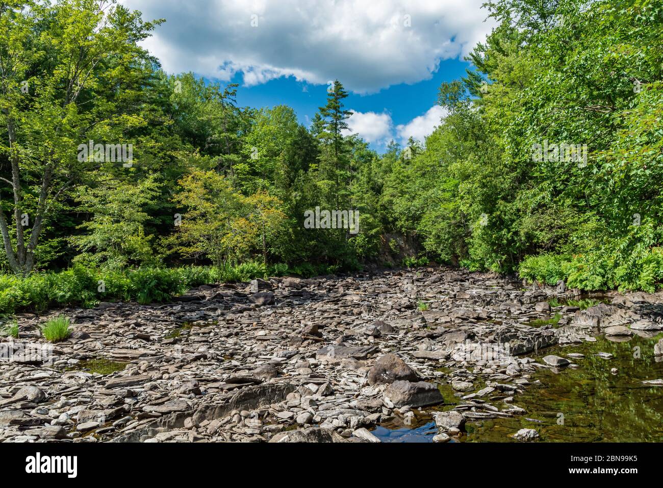 Forest and river bed Stock Photo - Alamy