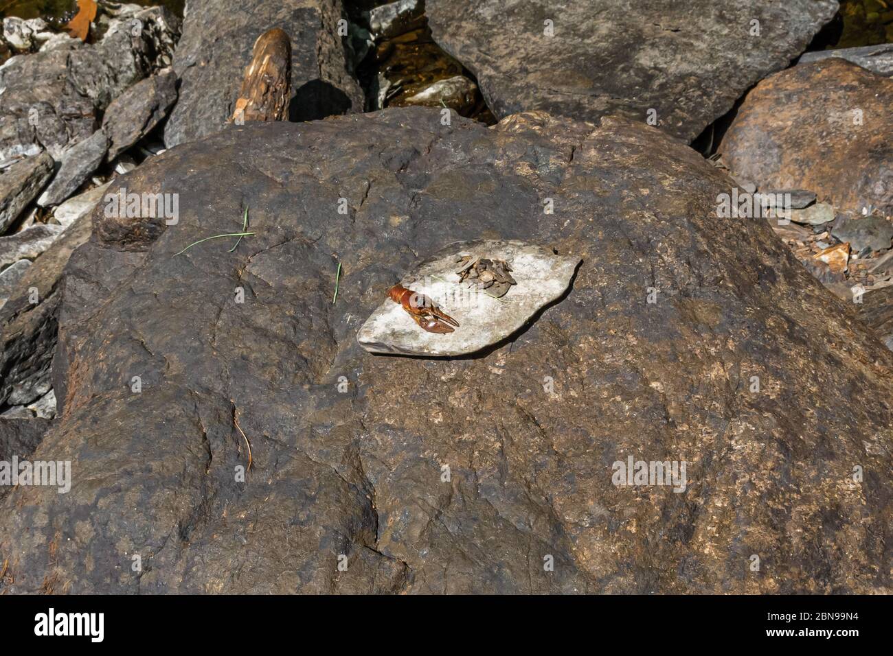 Rock with dried crab Stock Photo - Alamy