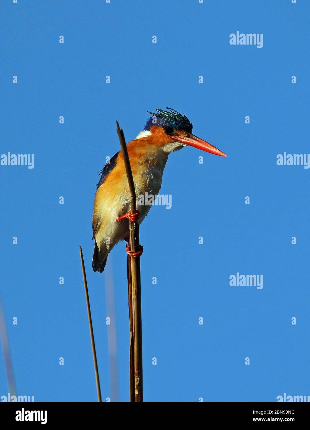 Colourful colorful birdlife hi-res stock photography and images - Alamy