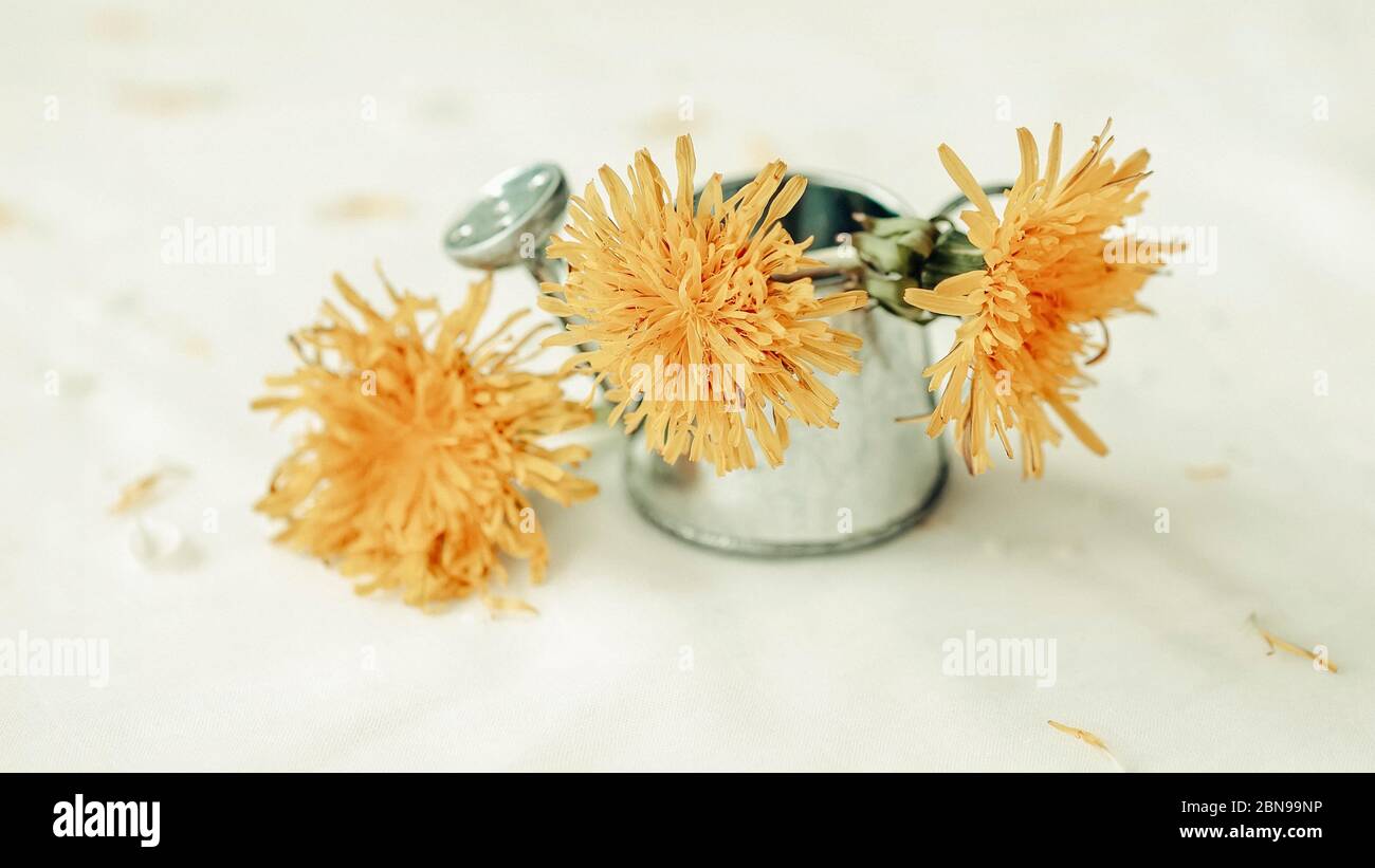 Bouquet of bright colorful dandelions in the mini watering can, light ...