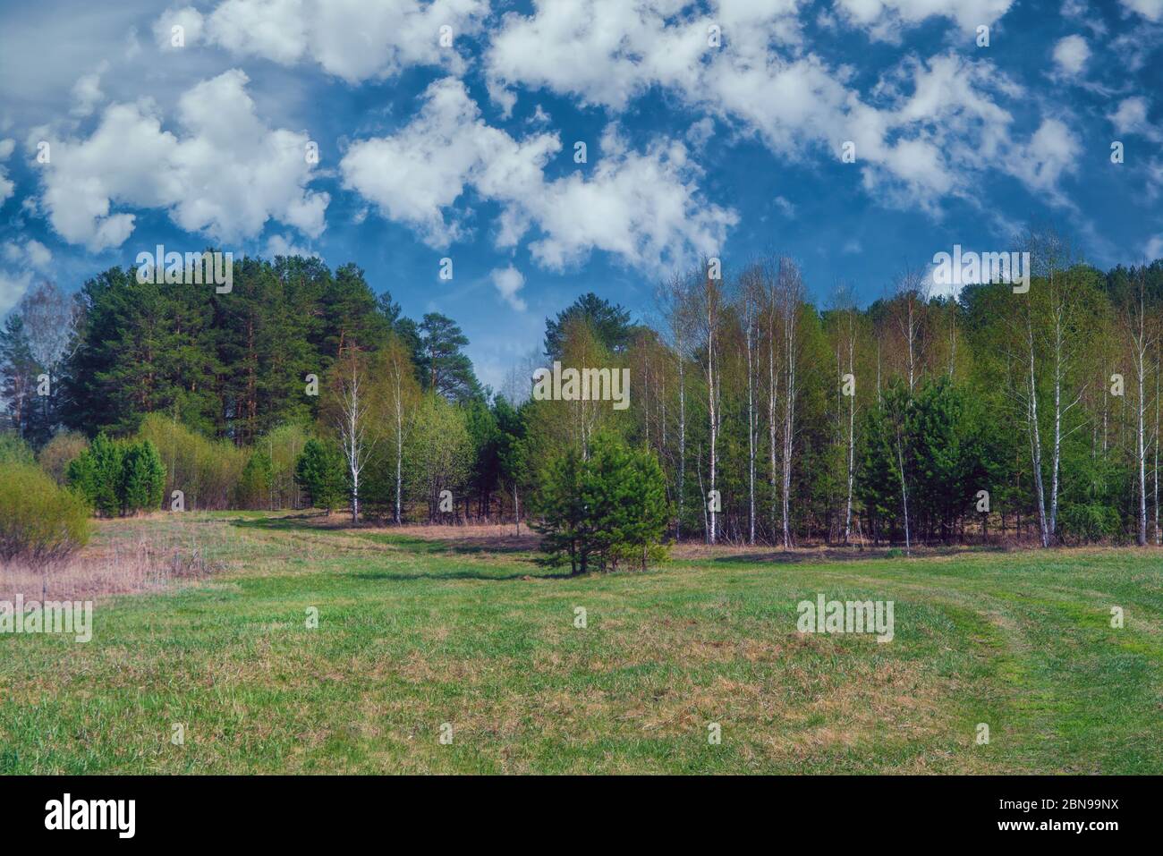 Landscape early spring trees with open leaves against the sky and ...