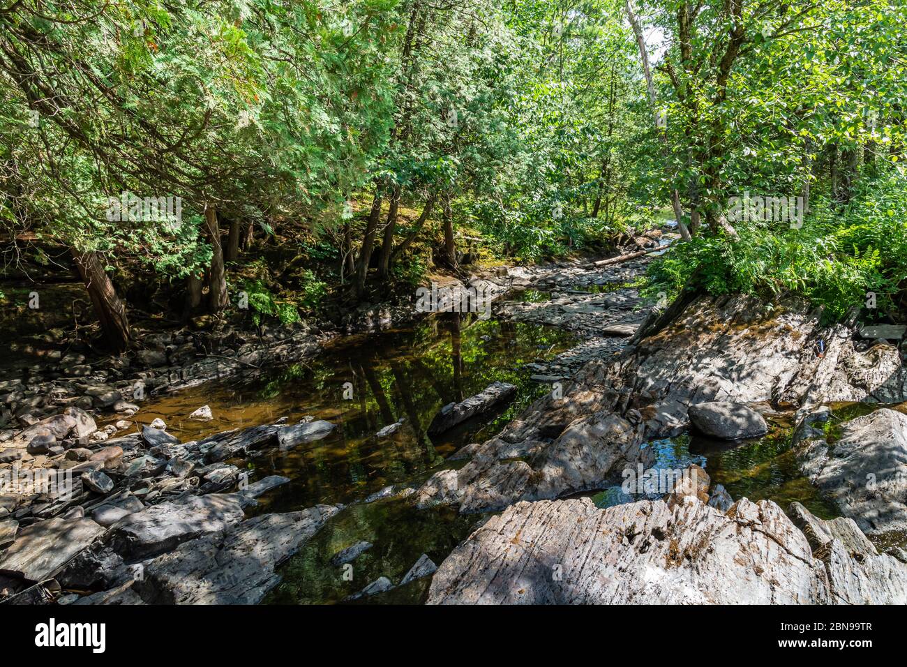 Forest and river bed Stock Photo - Alamy