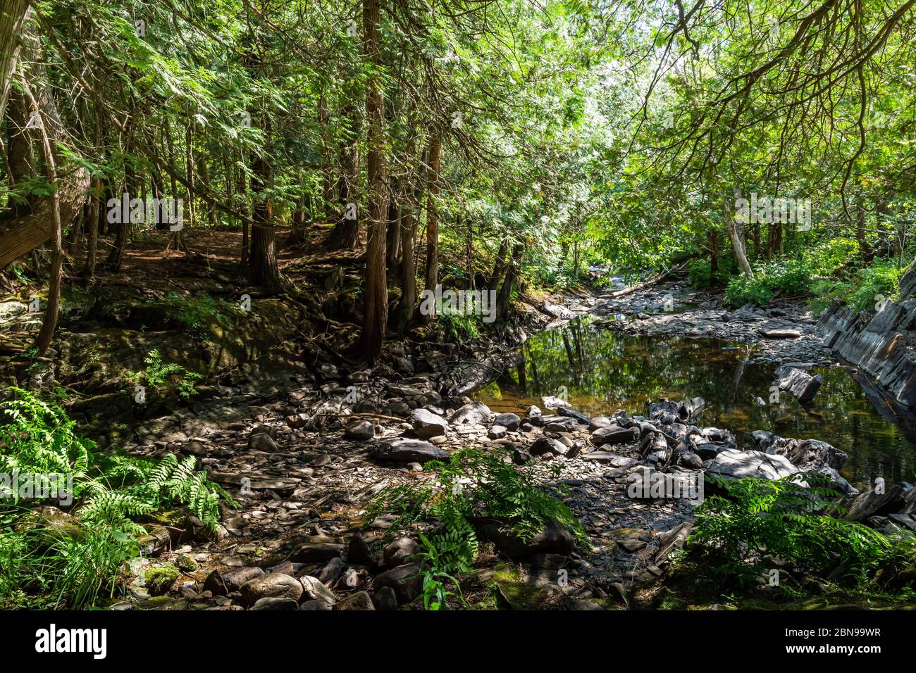 Forest and river bed Stock Photo - Alamy