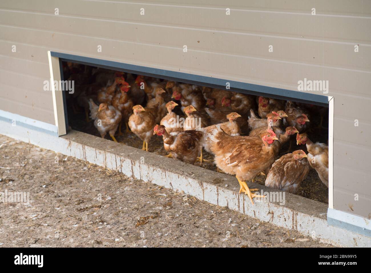 Bald neck chicken hi-res stock photography and images - Alamy