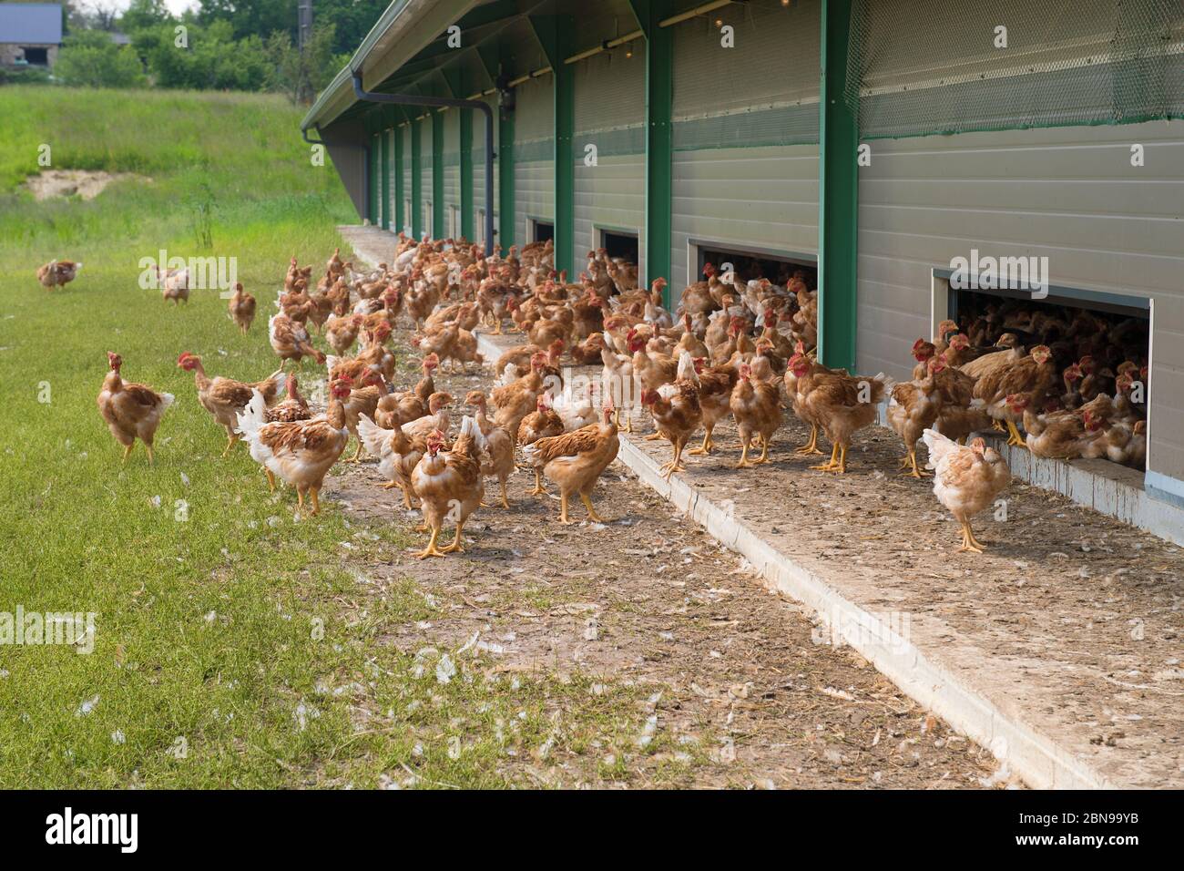 Free range chickens outdoor Stock Photo - Alamy
