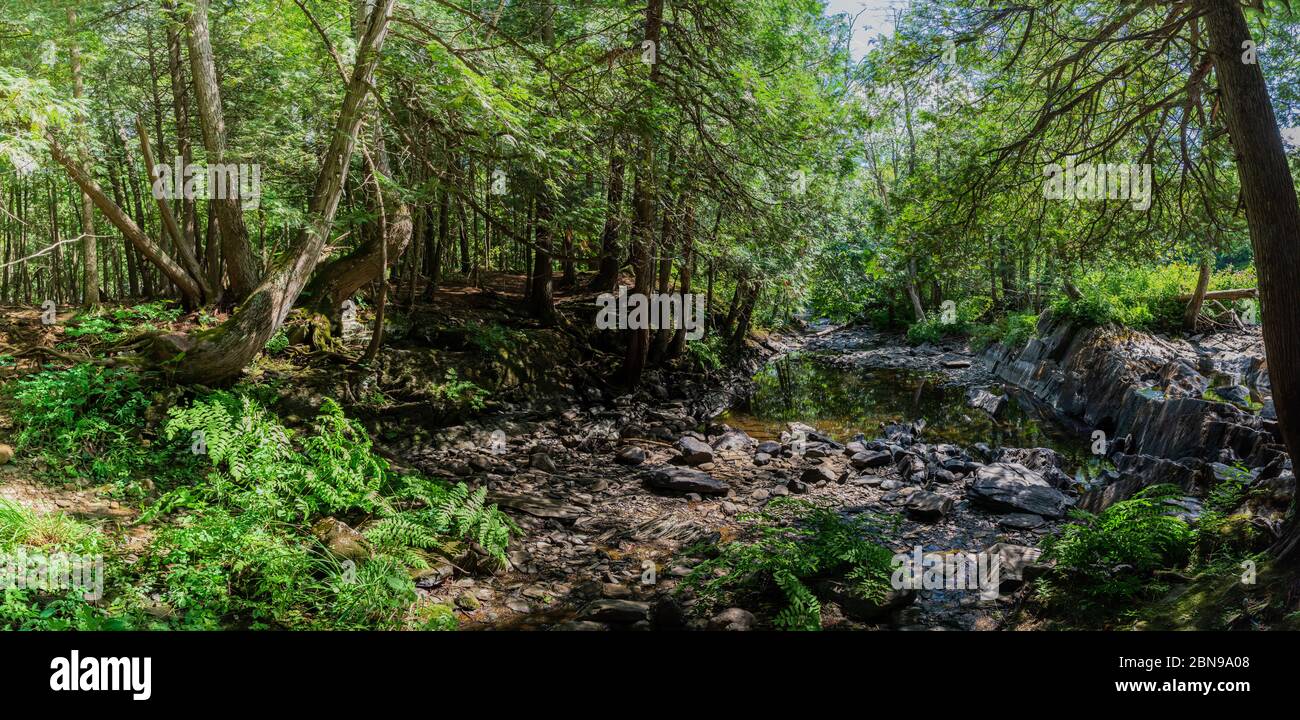 Forest and river bed Stock Photo - Alamy