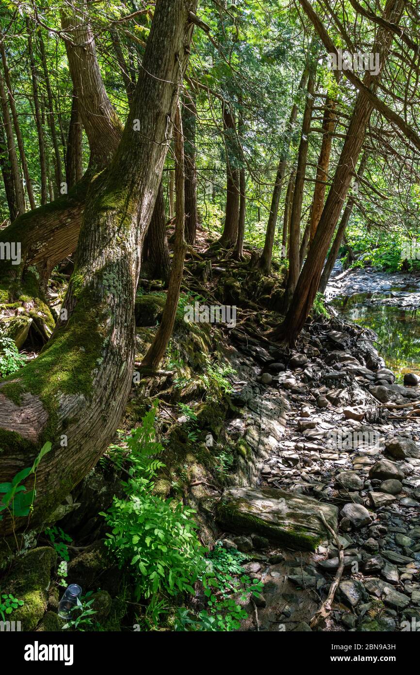 Forest and river bed Stock Photo - Alamy