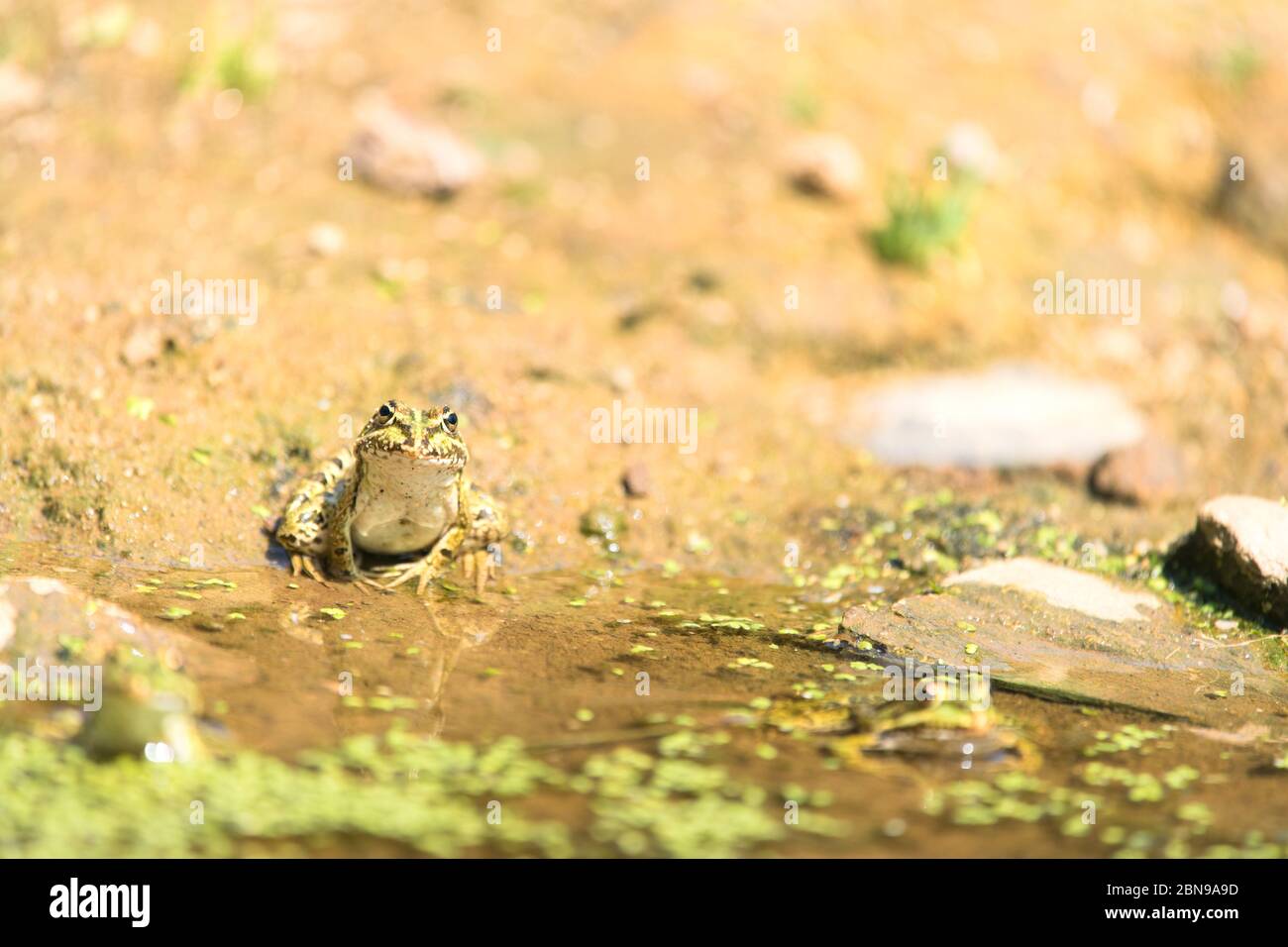 Big green frog in water Stock Photo - Alamy