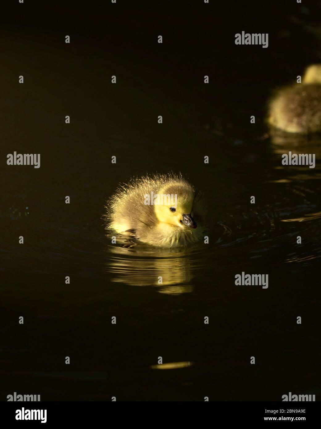 Week old Canada Goose goslings on the Wordsley Canal Stock Photo - Alamy